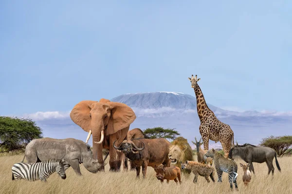 Group of African animals elephants, rhino, buffalo, giraffe, lion ...