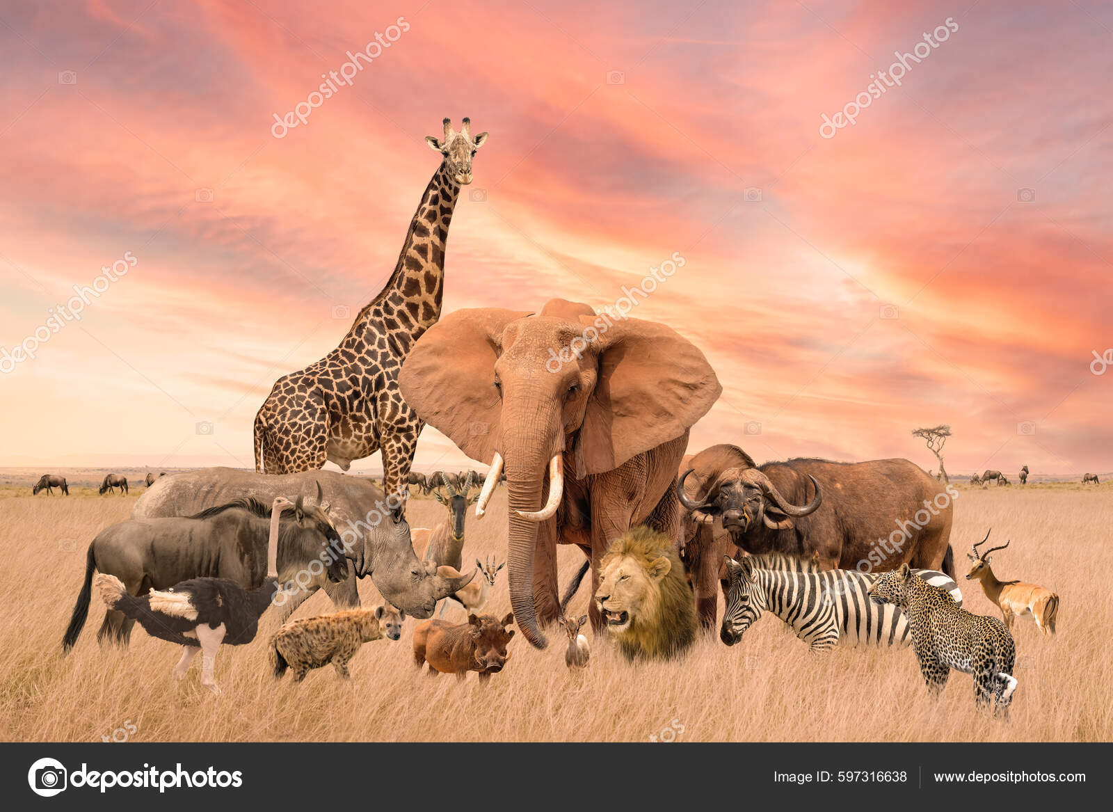 African Animal Background