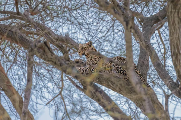 lone leopard one of big five animals lying on tree at Masai Mara ...