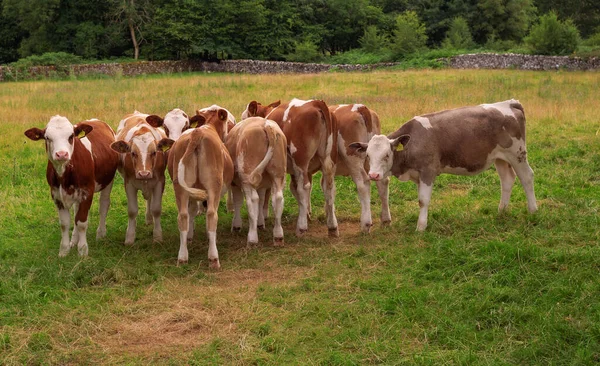 Group of cow Stock Photos, Royalty Free Group of cow Images | Depositphotos