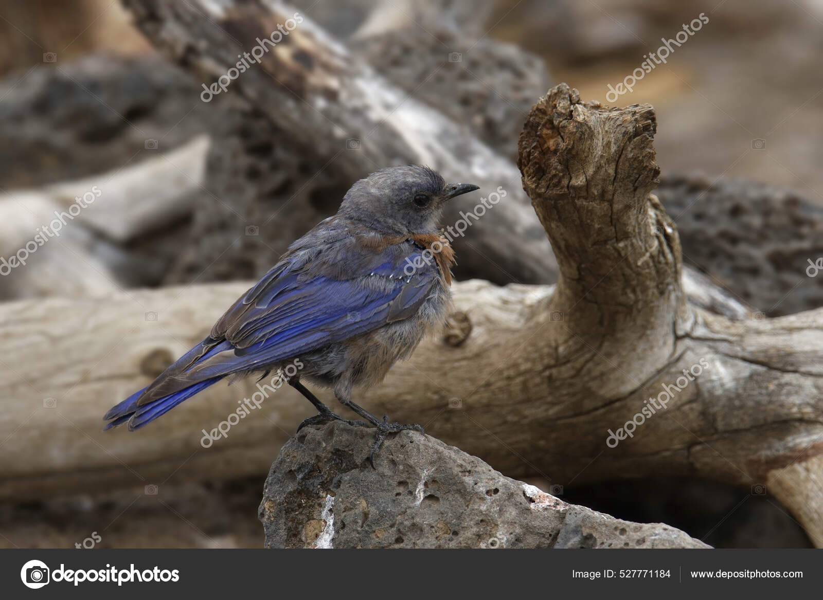 Western Bluebird Female Sialia Mexicana Stock Photo by ©vagabond54 527771184