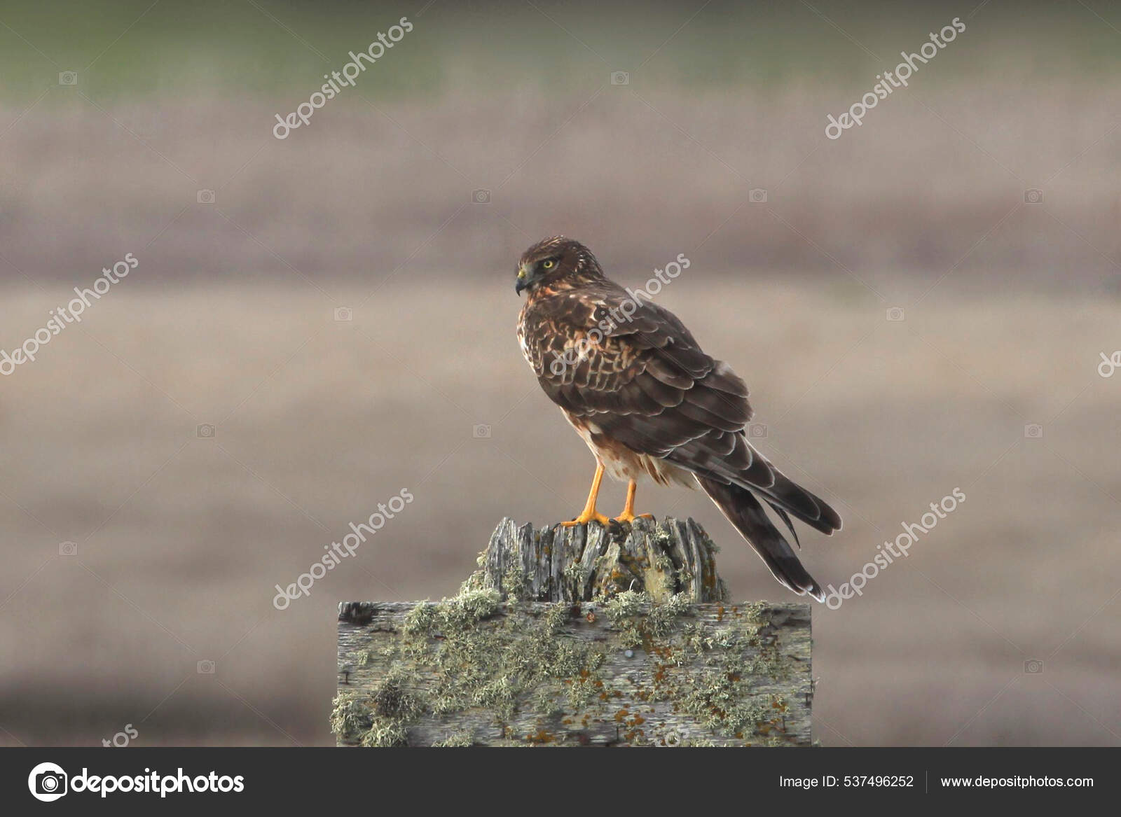 Northern Harrier Perched