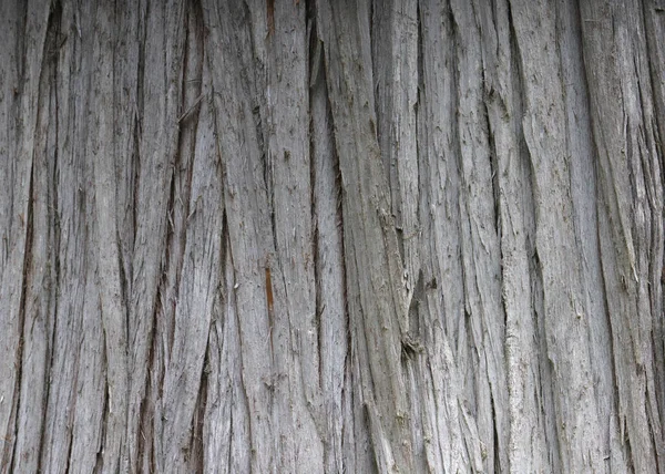 Stringy bark tree Stock Photos, Royalty Free Stringy bark tree Images ...