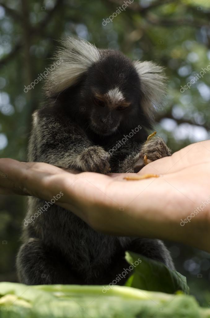 Marmoset Monkey eating worms — Stock Photo © ZueRahman #40567787