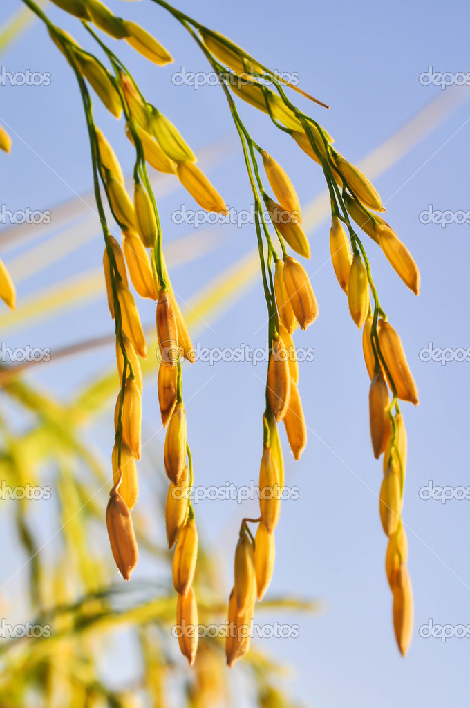 Ear of Rice. Stock Photo by ©Ti_ser 36640285
