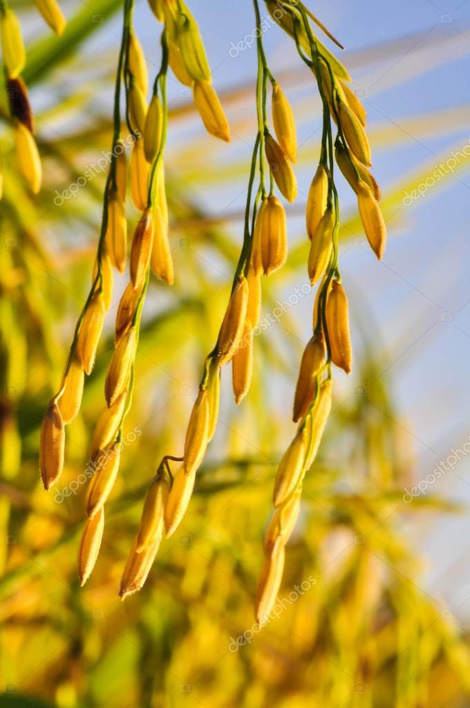 Ear of Rice. — Stock Photo © Ti_ser #36640295