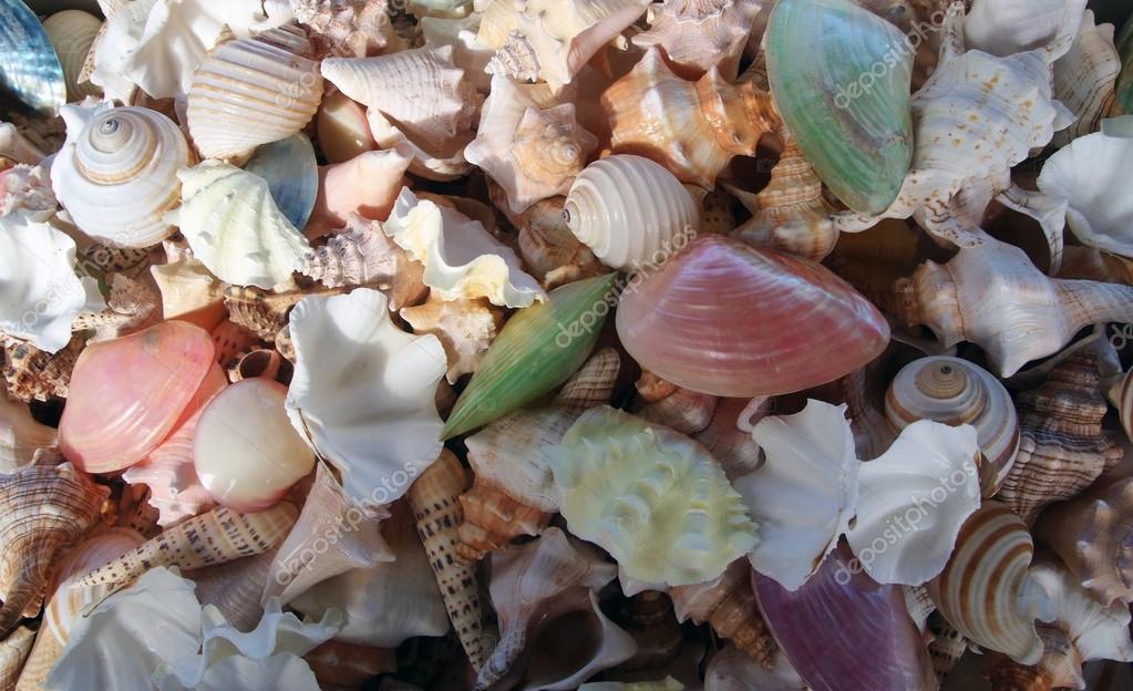 Seashells as background — Stock Photo © stetsik #50783427