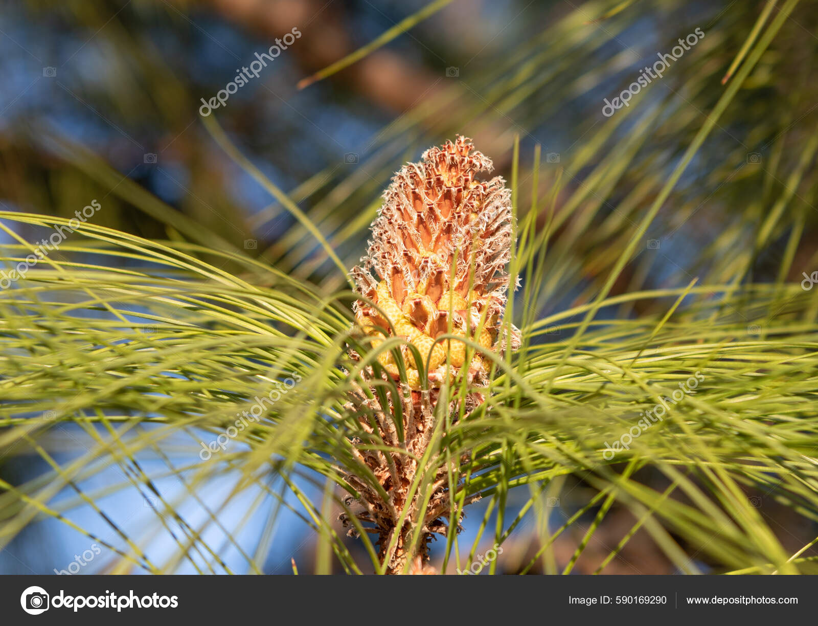 Pinus Staminate Strobili