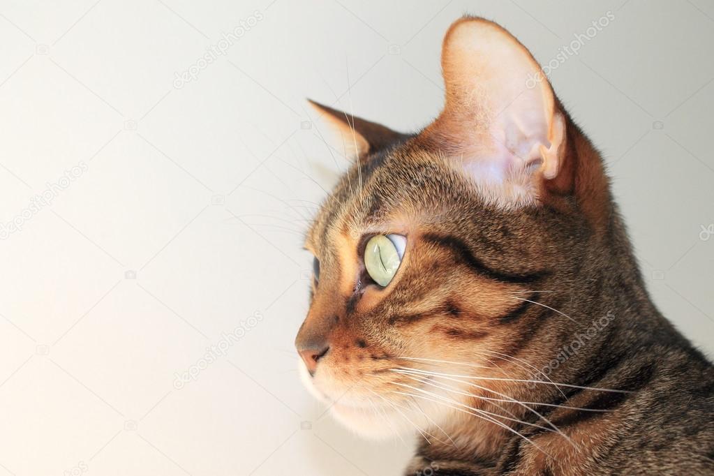 Cat Side Profile | atelier-yuwa.ciao.jp