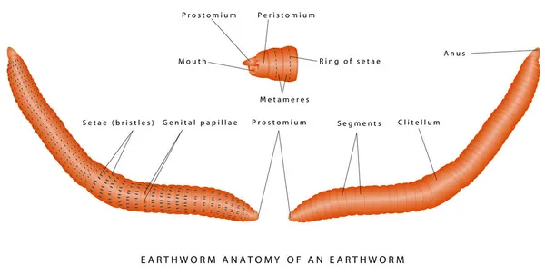 Earthworm anatomy Stock Photos, Royalty Free Earthworm anatomy Images ...
