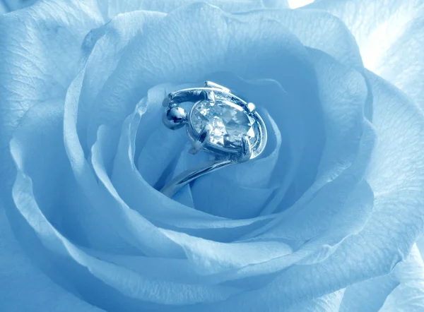 Blue rose with diamond ring - Stock Image - Everypixel
