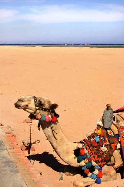 Camel standing in the wind — Stock Photo © fairyseasky #9921851
