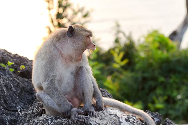 The singing monkey, Nepal Stock Photo by ©MrHamster 1125733