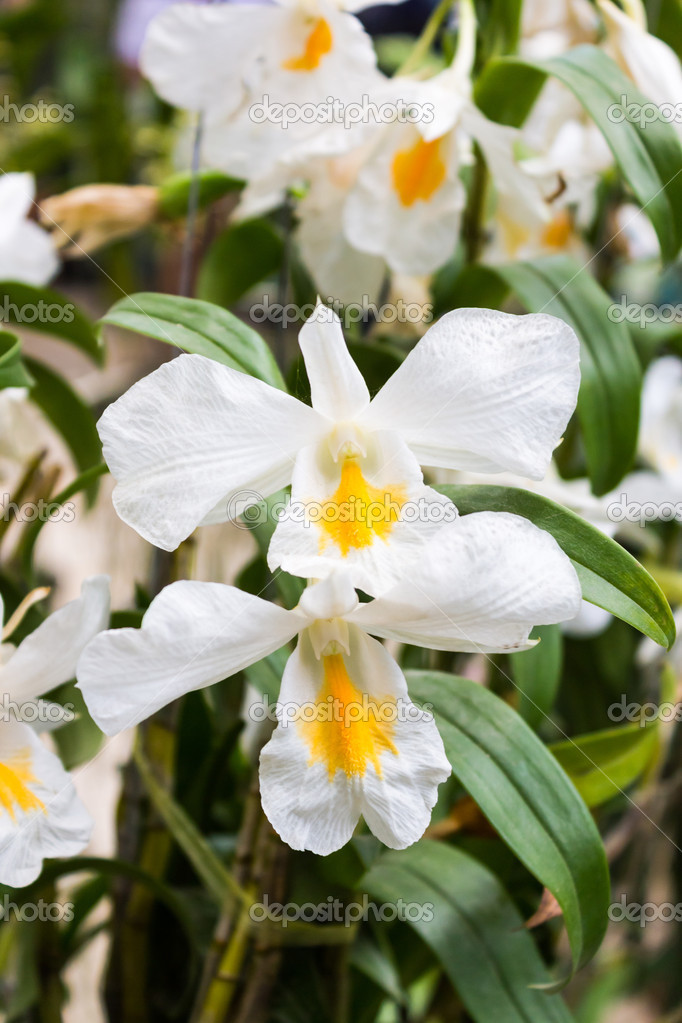 White orchid, Dendrobium formosum. Stock Photo by ©amnachphoto 47606611