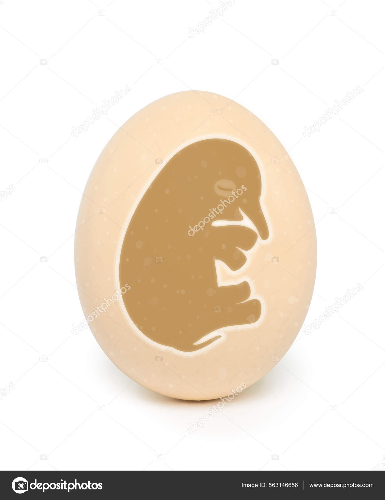 Embrión De Elefante Lo Mejor En La Categoría «Elephant Embryo» De