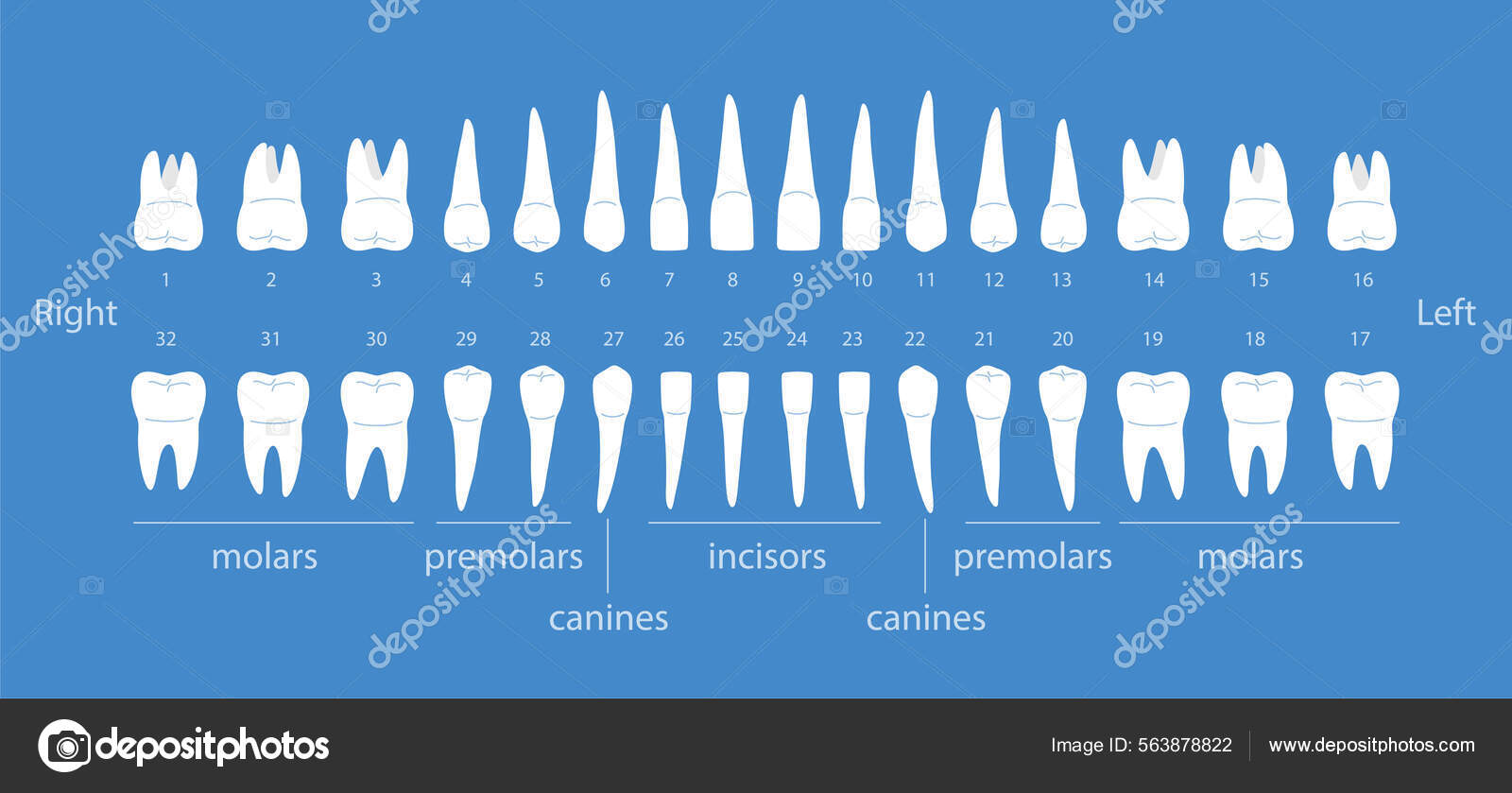 Chart Human Teeth Vector Illustration Stock Vector Image by ©hakule ...