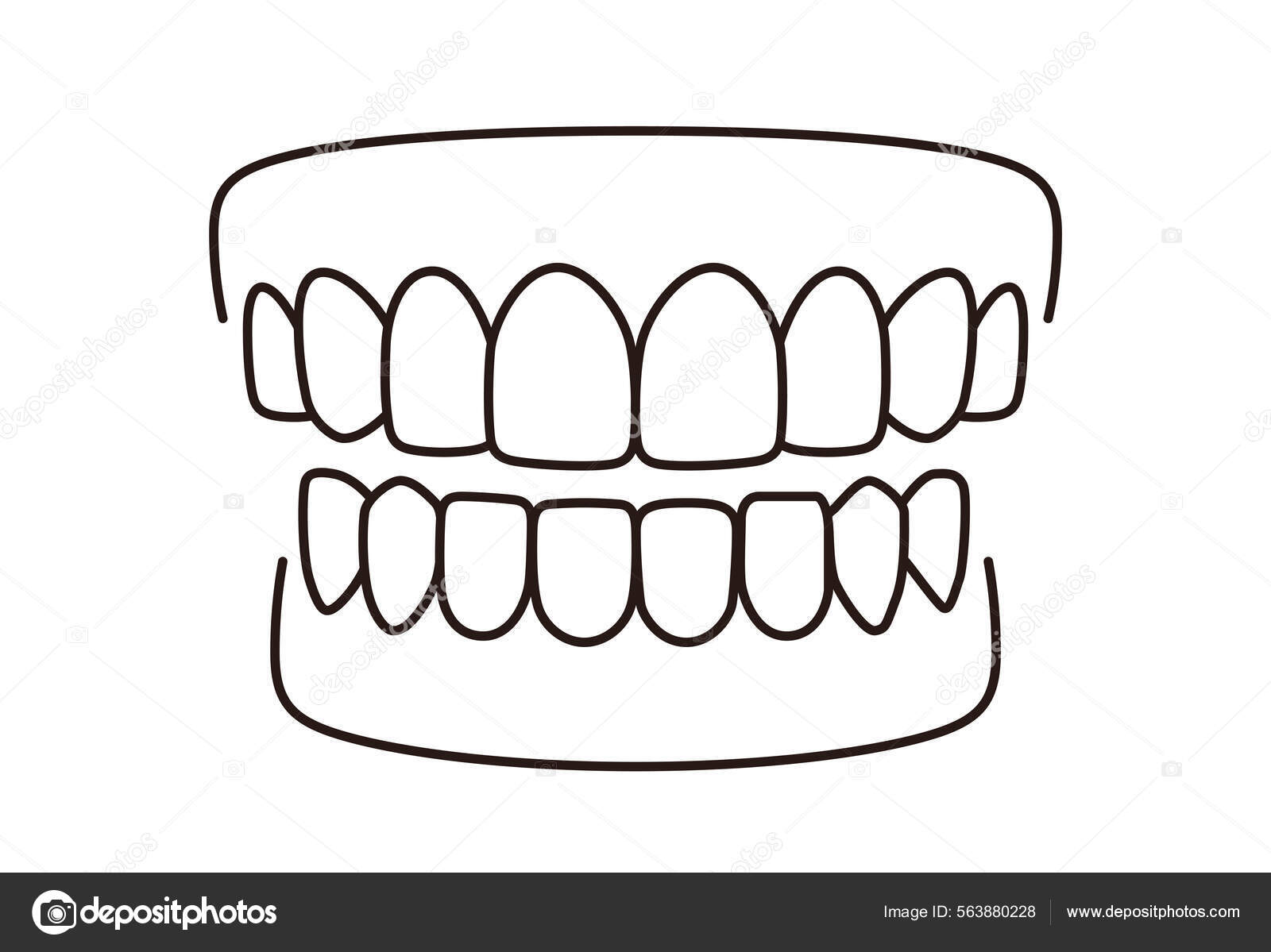 Human Teeth Model Icon Vector Illustration Stock Vector Image by ...