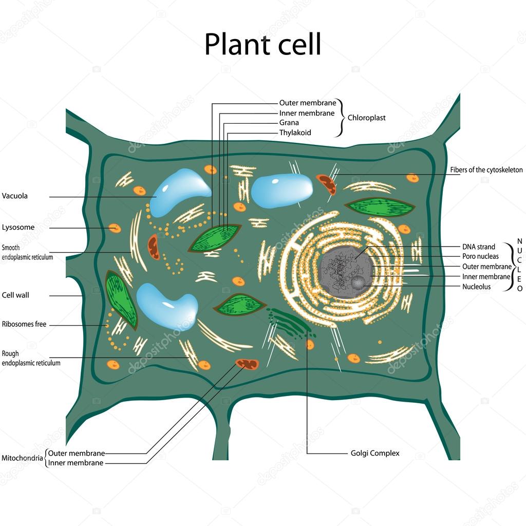 Plant cell Stock Vector Image by ©roilira #35106651
