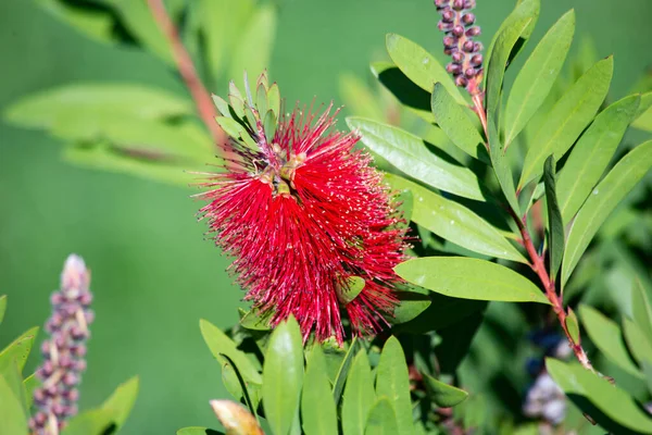 Callistemon citrinus crimson bottle brush Stock Photos, Royalty Free ...