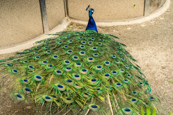 Pavo real hembra fotos de stock, imágenes de Pavo real hembra sin ...