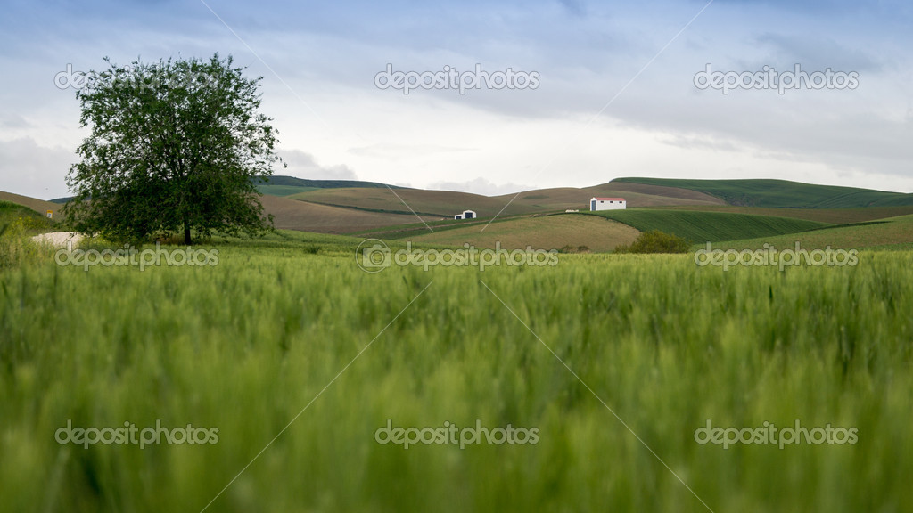 Windows Xp Background Original