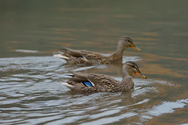 Patos azules Stock Photos, Royalty Free Patos azules Images | Depositphotos