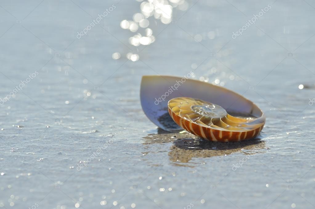 Nautilus shell section — Stock Photo © Weblogiq #36963963