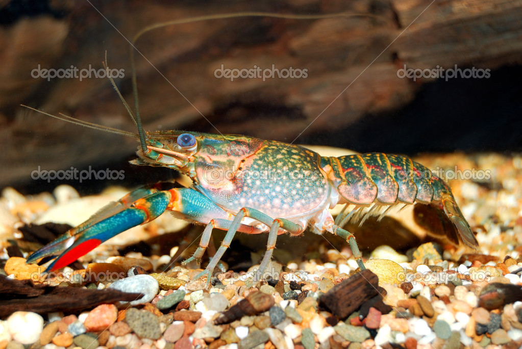 Cherax Quadricarinatus Blue