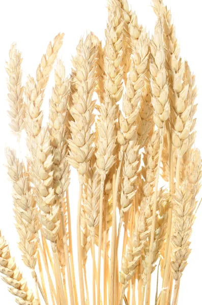 Wheat branch isolated Stock Photo by ©alex.stemmer 32822701