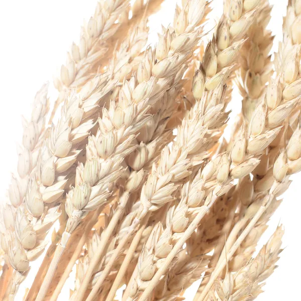 Wheat branch isolated Stock Photo by ©alex.stemmer 32822701