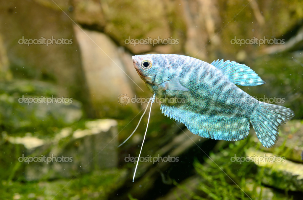 Tropical fish Trichogaster in aquarium — Stock Photo © alex.stemmer ...