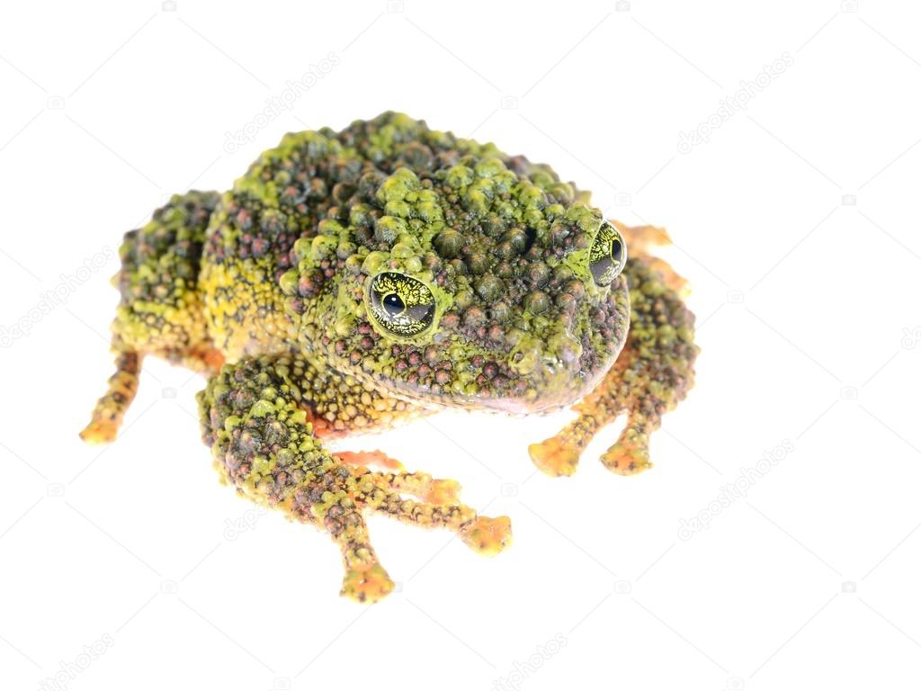 The Mossy Frog Theloderma corticale isolated on white Stock Photo by ...