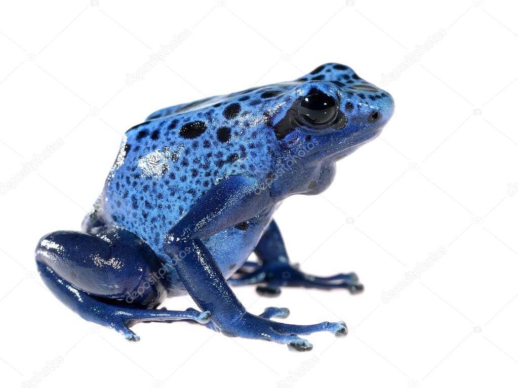Teñido azul rana dardo Dendrobates tinctorius azureus aislado en blanco ...