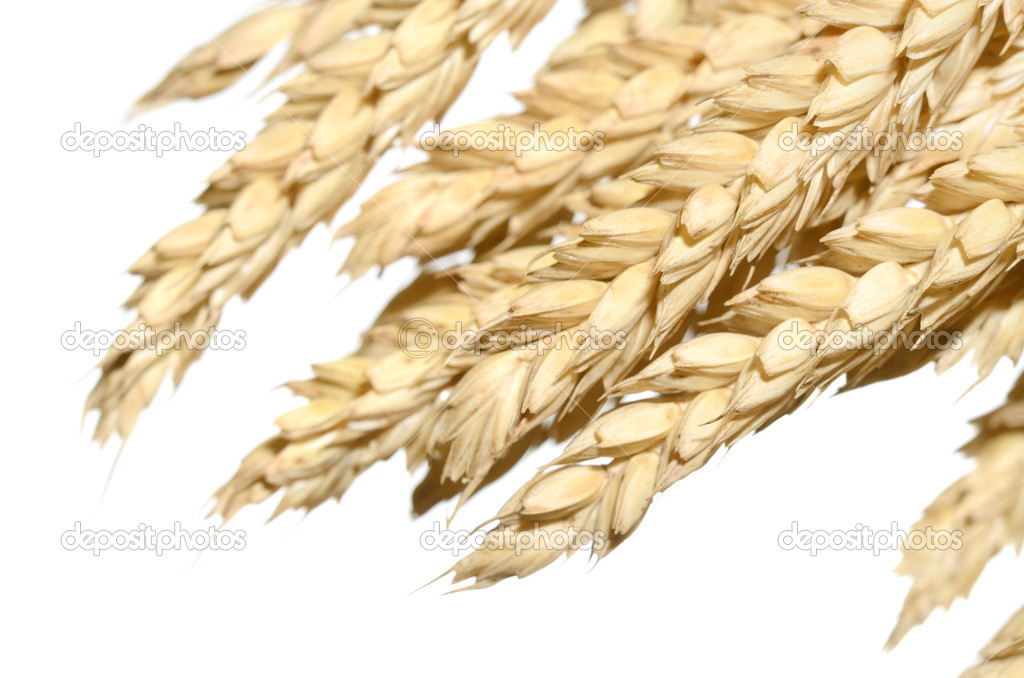 Wheat branch isolated Stock Photo by ©alex.stemmer 32822701