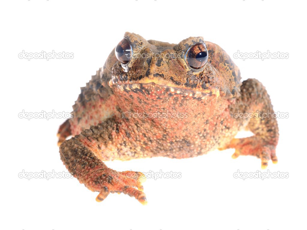 Bony-headed toad Ingerophrynus galeatus isolated on white Stock Photo ...