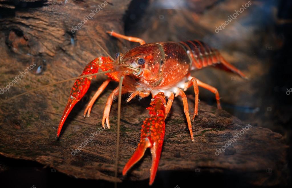 Luisiana pantano cangrejo de río Procambarus clarkii 2023
