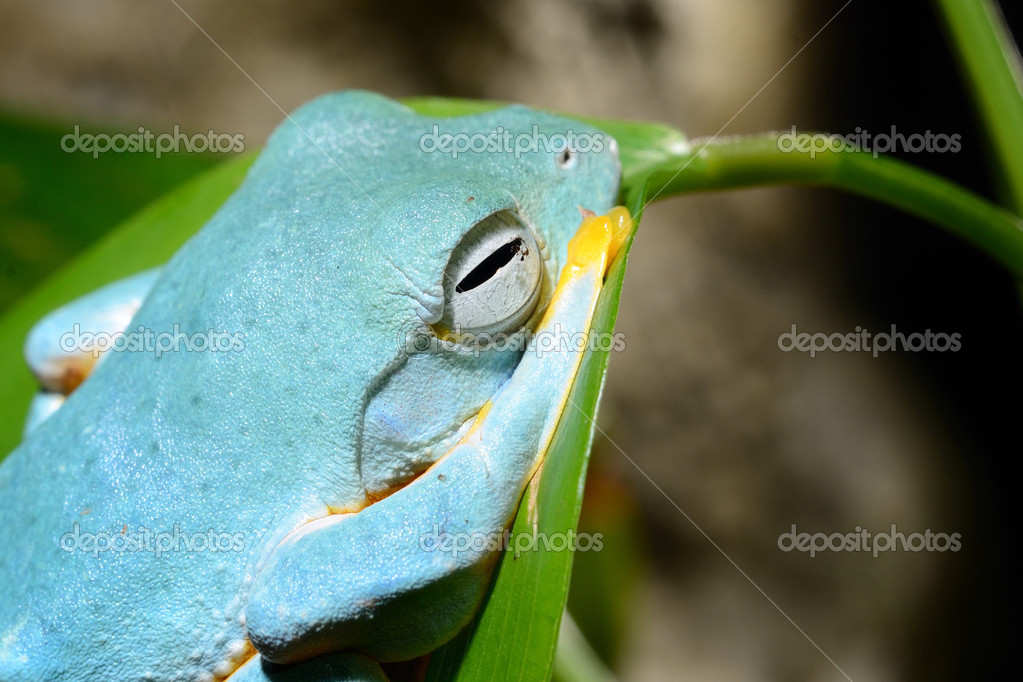 Colorful blue frog in terrarium — Stock Photo © alex.stemmer #32823805