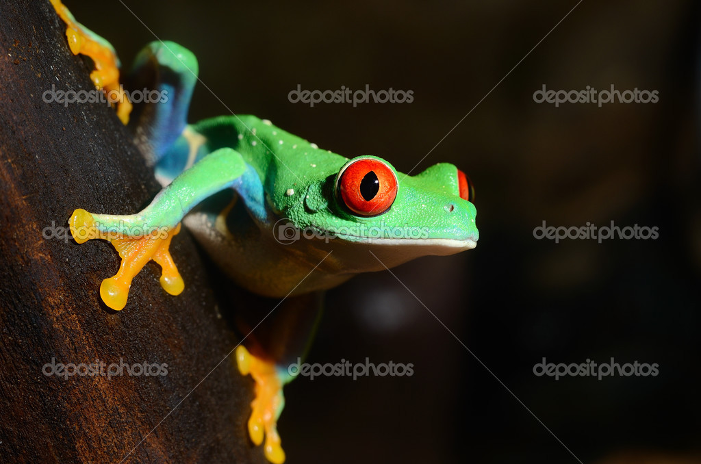 Red-eye tree frog Agalychnis callidryas in terrarium — Stock Photo ...
