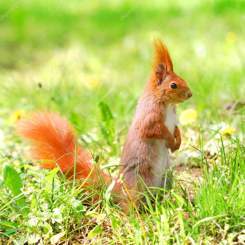 Cute orange squirrel standing on the grass with flowers — Stock Photo ...