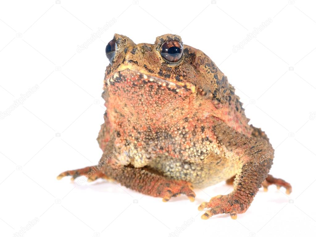 Bony-headed toad Ingerophrynus galeatus isolated on white — Stock Photo ...