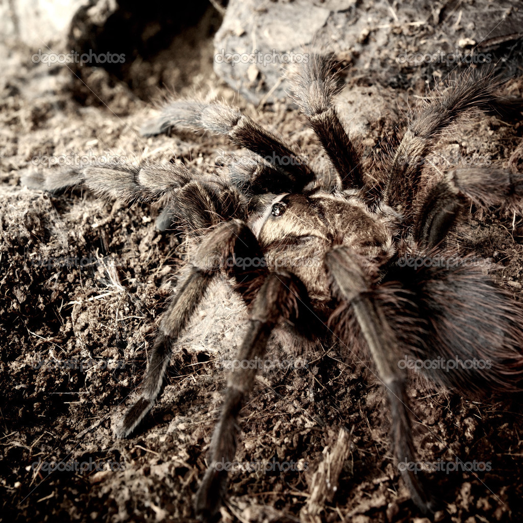 American desert tarantula Phormictopus platus in natural environment ...