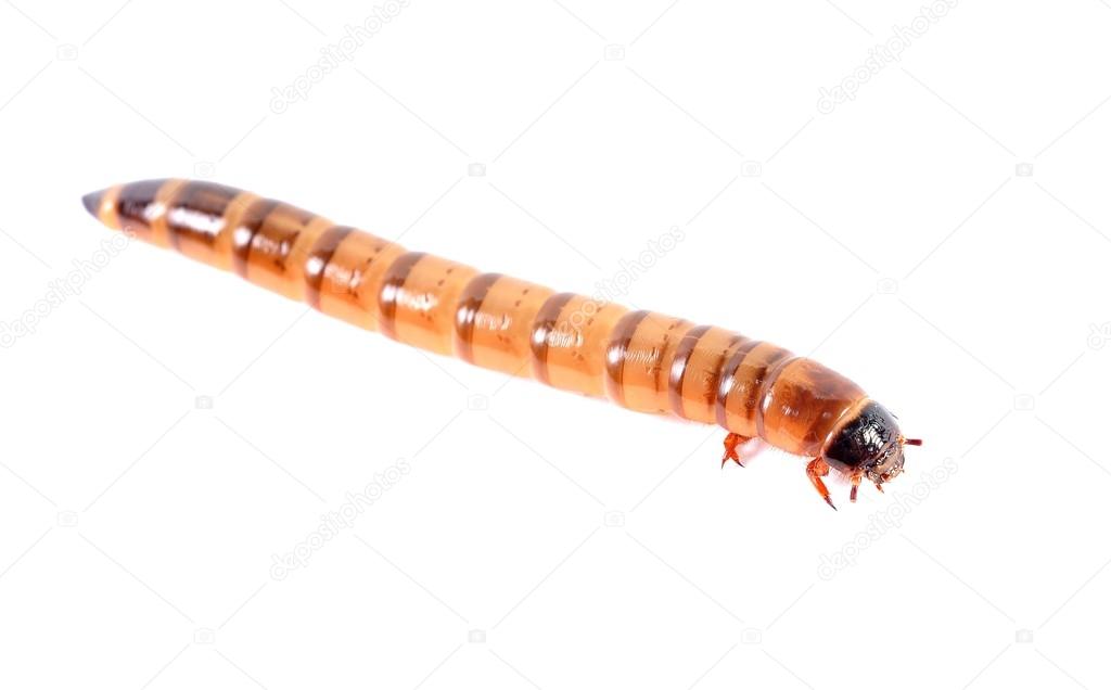 Darkling beetle Zophobas morio larvae isolated — Stock Photo © alex ...