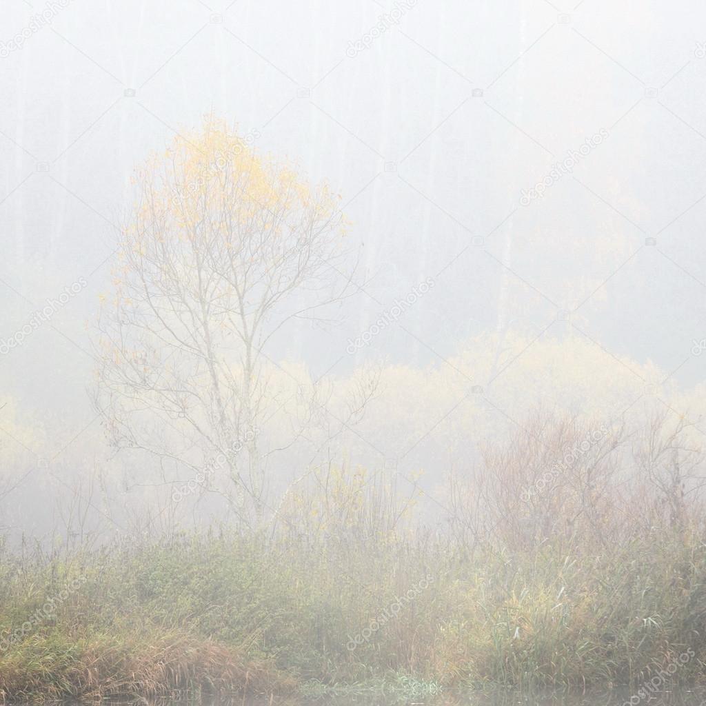 Silhouettes of trees in fog during Fall — Stock Photo © alex.stemmer ...