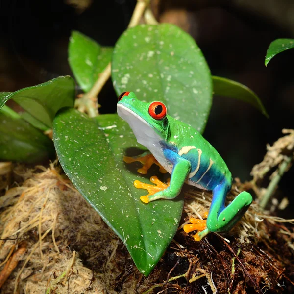 Red-eye frog Agalychnis callidryas in terrarium Stock Photo by ©alex ...