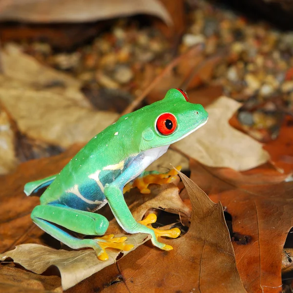 Red-eye frog Agalychnis callidryas in terrarium Stock Photo by ©alex ...