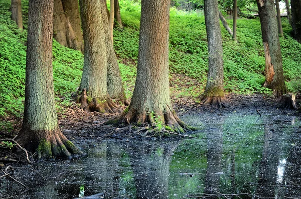 Pond barkless trees Stock Photos, Royalty Free Pond barkless trees ...
