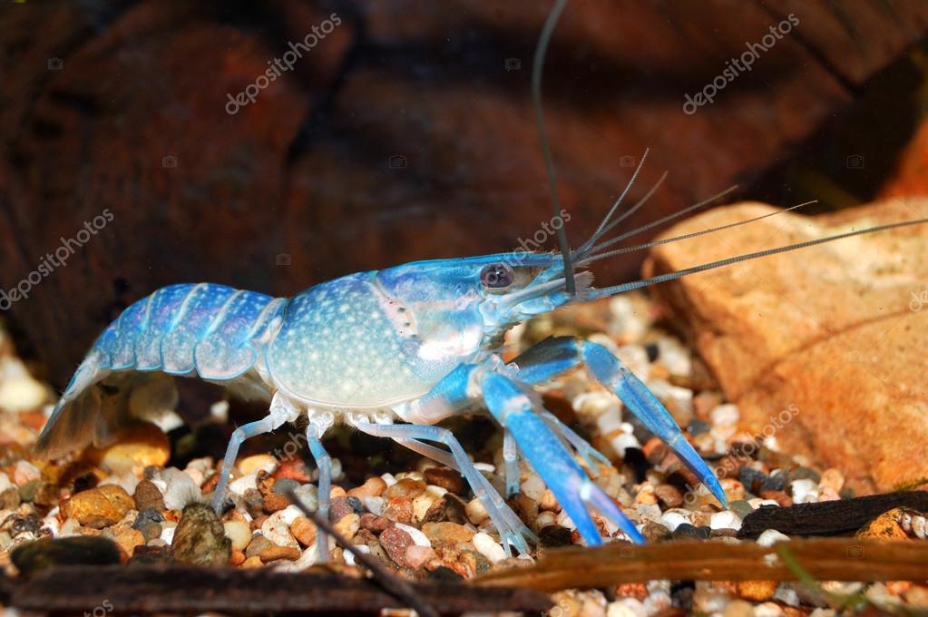 Colorful Australian blue crayfish - cherax quadricarinatus in aquarium ...