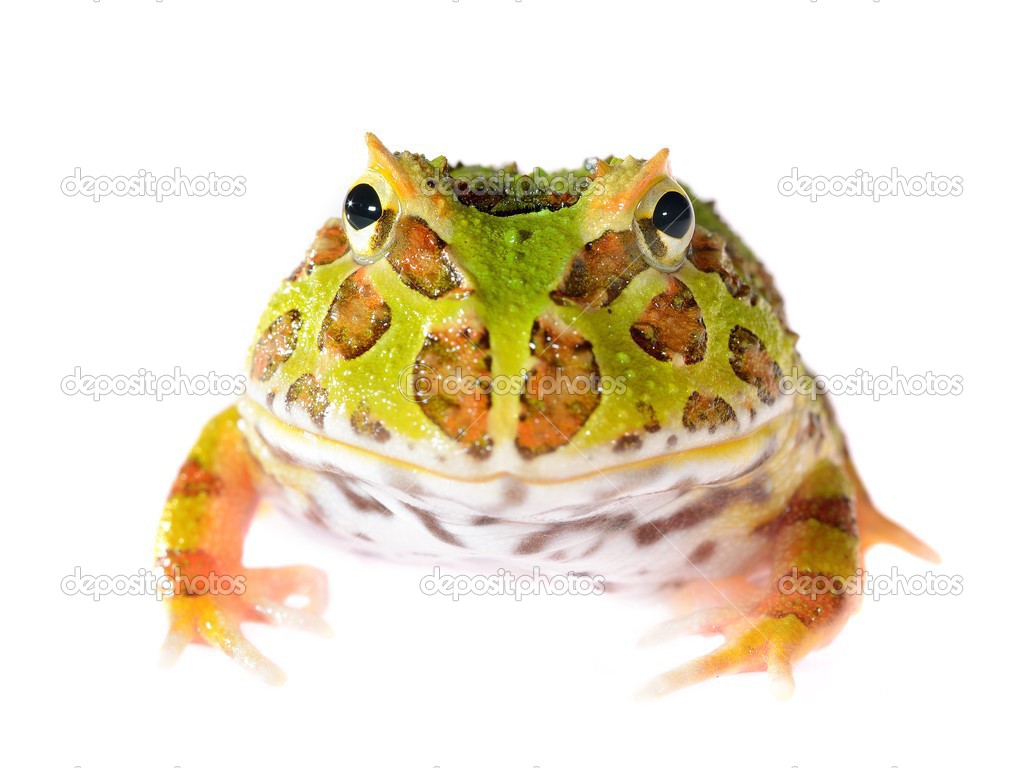 Ornate Horned Frog Ceratophrys ornata isolated on white Stock Photo by ...