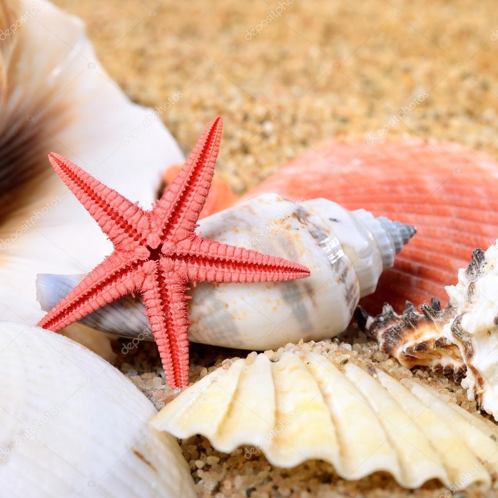 Sea star and shells on the sandy beach — Stock Photo © alex.stemmer ...