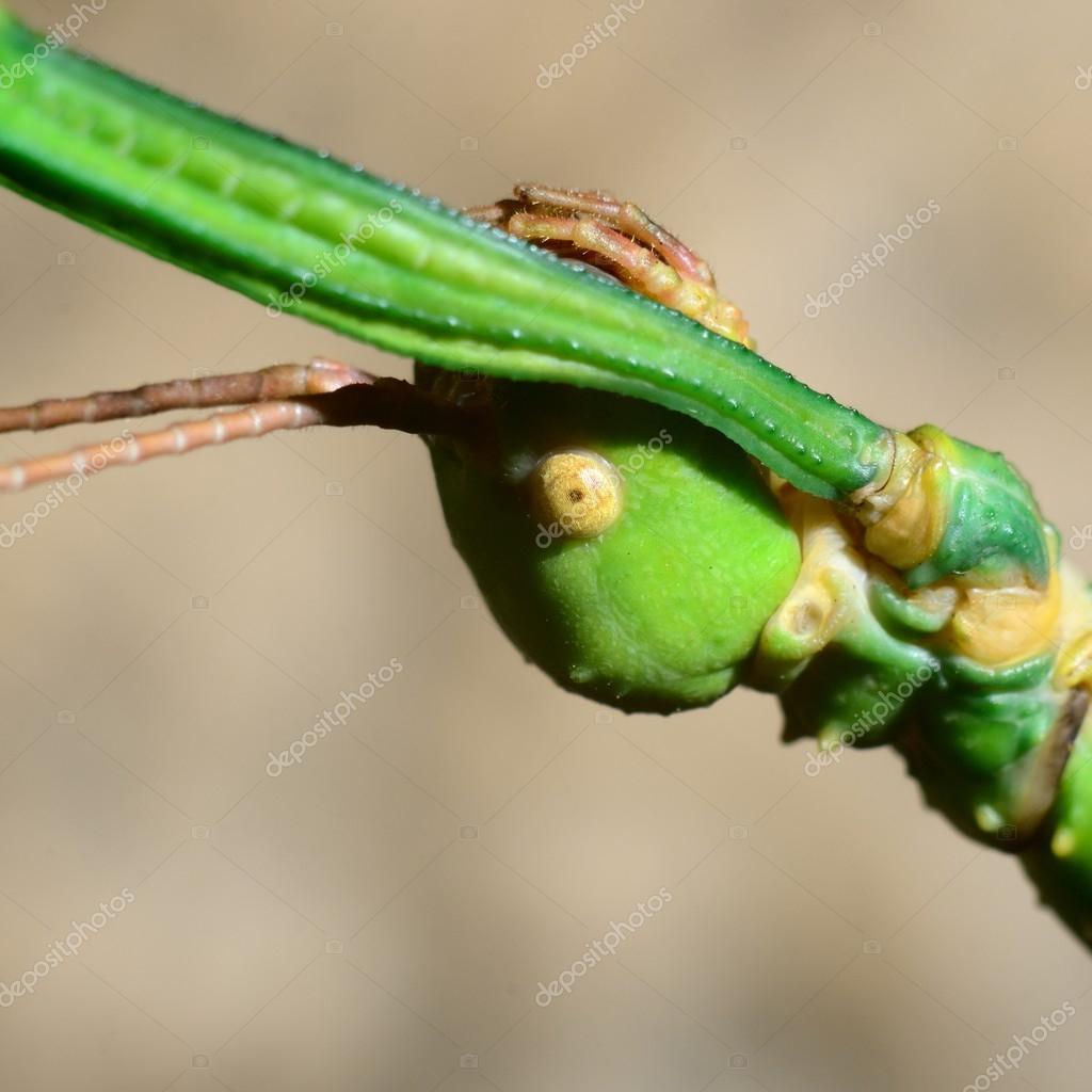 Stick insect in terrarium Stock Photo by ©alex.stemmer 32834755